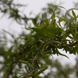 Salix alba 'Swizzle Stick' | Salix 'Swizzle Stick' | Salix alba ...