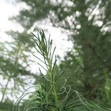 Pinus strobus 'Torulosa' | Pinus strobus 'Contorta' | Contorted Eastern ...