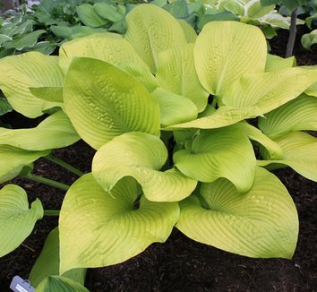 Sebright Gardens - plant lust