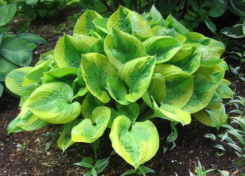 Hosta 'Summer Breeze' | | plant lust
