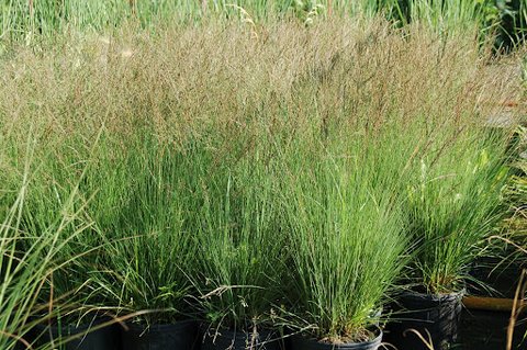 Molinia caerulea | Purple Moor Grass | plant lust