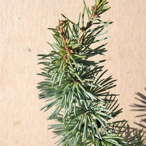 Cedrus atlantica 'Fastigiata' | Fastigiata Atlas Cedar | plant lust