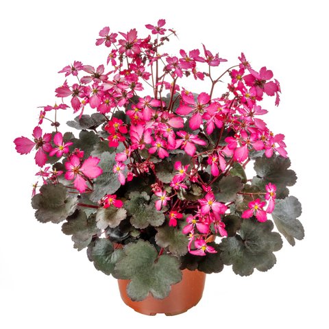 Saxifraga cortusifolia Dancing Pixies® Toni | Saxifraga cortusifolia ...