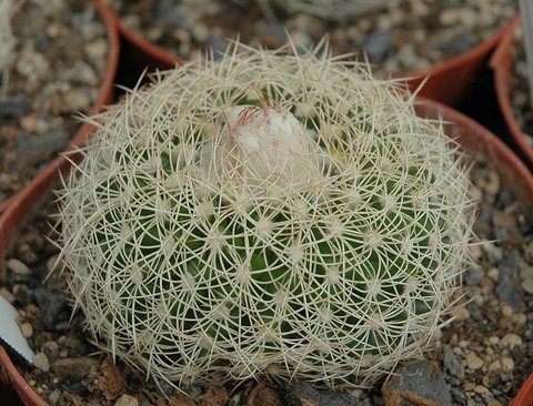 Discocactus zehntneri | Discocactus albispinus | Discocactus ...