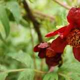 Paeonia delavayi | Paeonia franchetti | Tree Peony | plant lust
