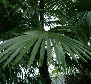 Trachycarpus from multiple nurseries on Plant Lust