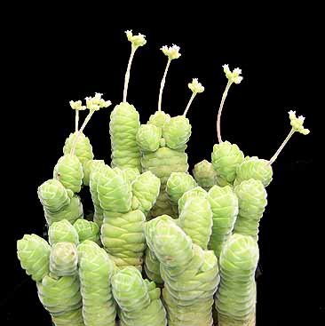 Crassula columella | Silinderplakkie | plant lust