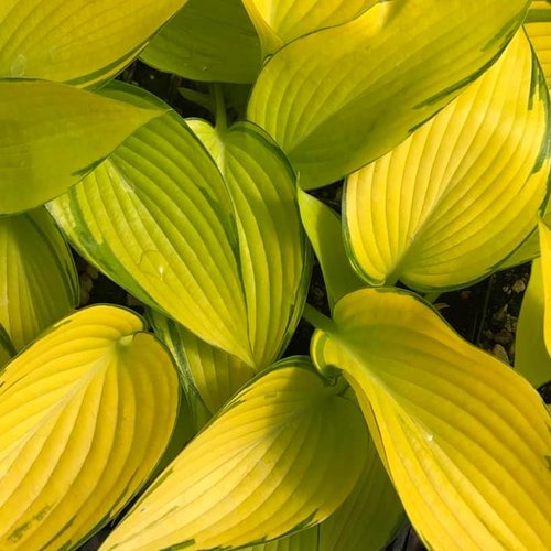 Little Prince of Oregon - plant lust