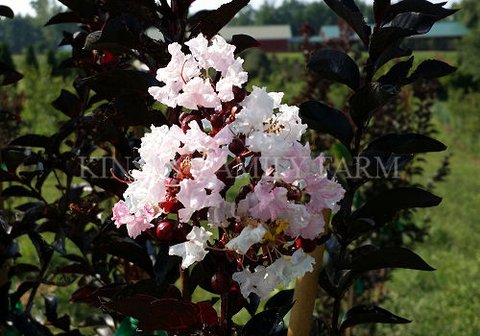 Lagerstroemia Moonlight Magic™ PP25478 | Lagerstroemia 'Moonlight Magic ...