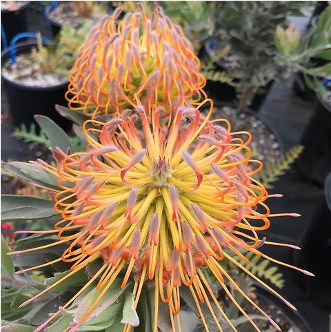 Leucospermum 'Helena' | Helena Pincushion | plant lust