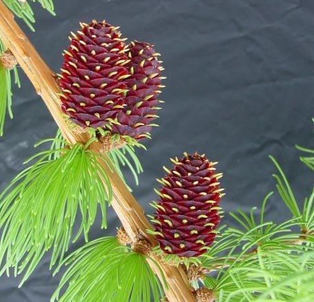Larix occidentalis | Western Larch | plant lust