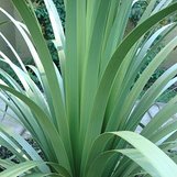 Nolina 'La Siberica' | Nolina hibernica 'La Siberica' | Nolina sp. 'La ...
