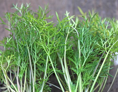 Delfino Cilantro | Chinese Parsley 'Delfino' | Cilantro | Coriander ...