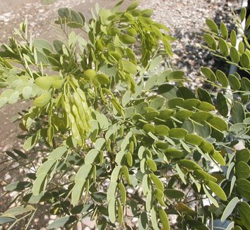 Leucaena from multiple nurseries on Plant Lust