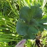 Gunnera perpensa | River Pumpkin | plant lust