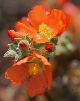 Sphaeralcea grossulariifolia | Sphaeralcea grossulariifolia subsp ...