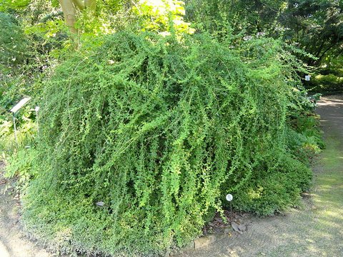 Berberis wilsoniae | Mrs. Wilson's Barberry | plant lust