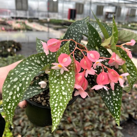 Begonia maculata (silver spot) | | plant lust