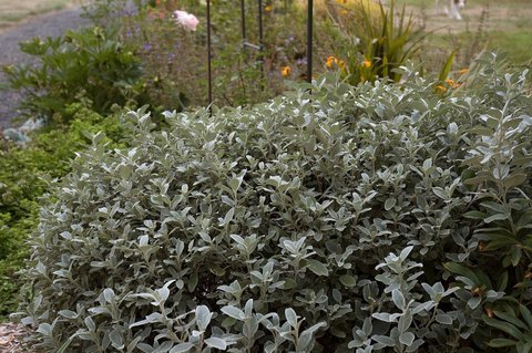 Brachyglottis greyi | Senecio greyi | Daisy Bush | plant lust