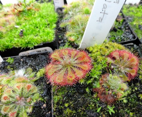 Drosera spatulata | Drosera spathulata | Spoon-Leaf Sundew | plant lust