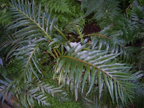 Aglaomorpha coronans | Drynaria coronans | Polypodium coronans | Santa ...