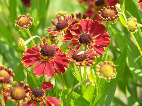 Helenium 'Potter's Wheel' | Helenium autumnale 'Potter's Wheel ...