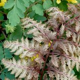 Athyrium niponicum 'Ursula's Red' | Anisocampium niponicum var. pictum ...
