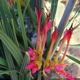 Babiana ringens | Baboon Flower | Rat's Tail Babiana | plant lust
