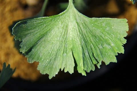 Ginkgo biloba 'Jagged Jade' | Ginkgo biloba 'Jagged Edge' | Jagged Edge ...