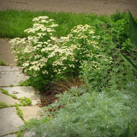 Tanacetum parthenium | Chrysanthemum parthenium | Pyrethrum parthenium ...