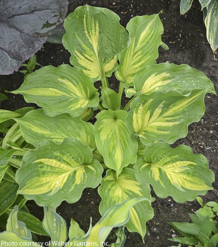 Hosta 'Lakeside Paisley Print' | | plant lust
