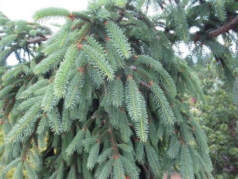 Picea abies 'Glauca Pendula' | Picea abies 'Blue Ox' | Blue Weeping ...