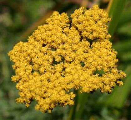 Achillea 'Coronation Gold' | Coronation Gold Yarrow | plant lust