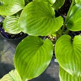 Hosta 'Royal Crest' | plant lust