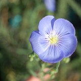 Linum lewisii | Linum perenne ssp. lewisii | Blue Flax | Perrenial Blue ...