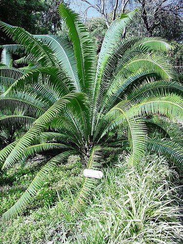 Dioon spinulosum | plant lust