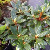 Girard's Kathy Ann Azalea | Azalea 'Girard's Kathy Ann' | Rhododendron ...