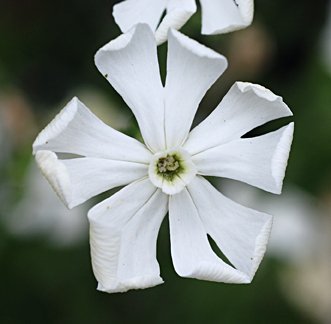Silene undulata | Silene capensis | Xhosa Dream Herb | plant lust