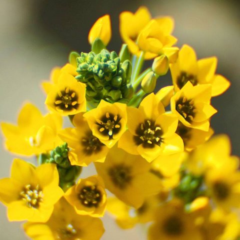 Ornithogalum dubium [Yellow] | Yellow Chincherinchee | Yellow ...