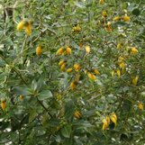Sophora prostrata 'Little Baby' | plant lust