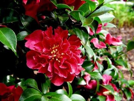 Camellia sasanqua October Magic™ Ruby PP24538 | October Magic™ Ruby ...