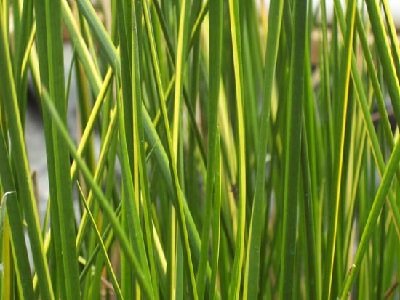 Baumea rubiginosa 'Variegata' | Variegated Striped Rush | plant lust