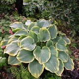 Hosta 'Sagae' | Hosta fka fluctuans 'Variegata' | Sagae Plantain Lily ...
