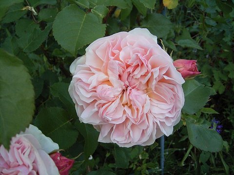 Rosa Evelyn | Rosa 'Evelyn Climbing' | Rosa 'Evelyn' | Evelyn Climbing ...