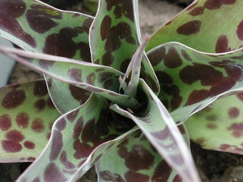 Manfreda 'Spot' | Agave 'Spot' | Agave x virginica 'Spot' | Manfreda x ...