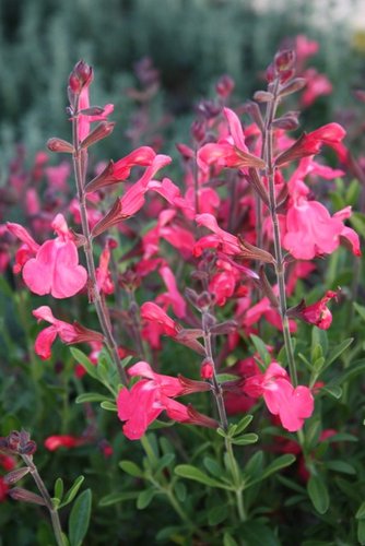 Salvia greggii 'Lipstick' | Lipstick Texas Sage| plant lust