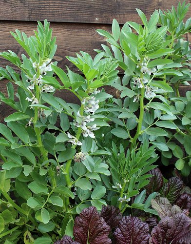 Ianto's Fava Bean | Bean 'Ianto's' "Fava Bean" | plant lust