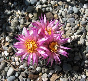 Escobaria from multiple nurseries on Plant Lust
