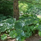 Darmera peltata | Darmera peltatum | Peltiphyllum peltatum | Indian ...