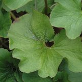 Gunnera perpensa | River Pumpkin | plant lust